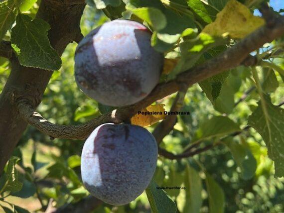 Prun – Pepiniera Dumbrava