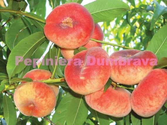 Piersic – Pepiniera Dumbrava