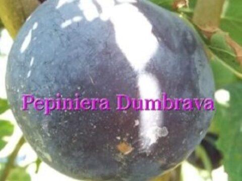 Prun – Pepiniera Dumbrava