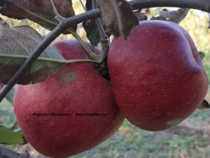 Mar – Pepiniera Dumbrava