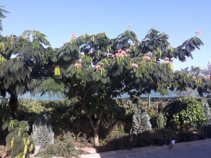 Arborele de Matase – Pepiniera Dumbrava