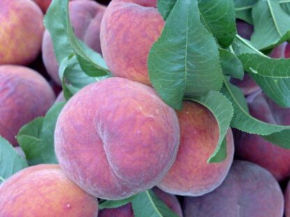 Piersic – Pepiniera Dumbrava