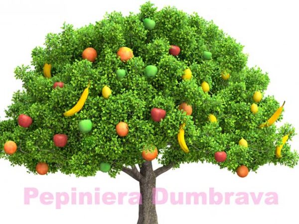 Pepiniera Dumbrava – Pomi fructiferi din Pepiniera Dumbrava