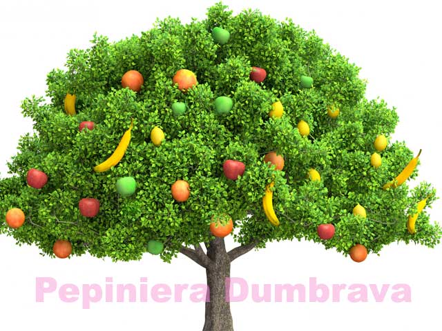 Pepiniera Dumbrava – Pomi fructiferi din Pepiniera Dumbrava