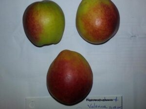 Nectarin – Pepiniera Dumbrava