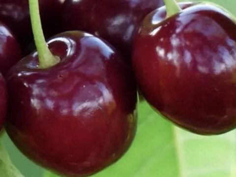 Cires – Pepiniera Dumbrava