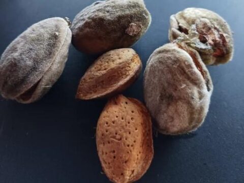 Migdal – Pepiniera Dumbrava